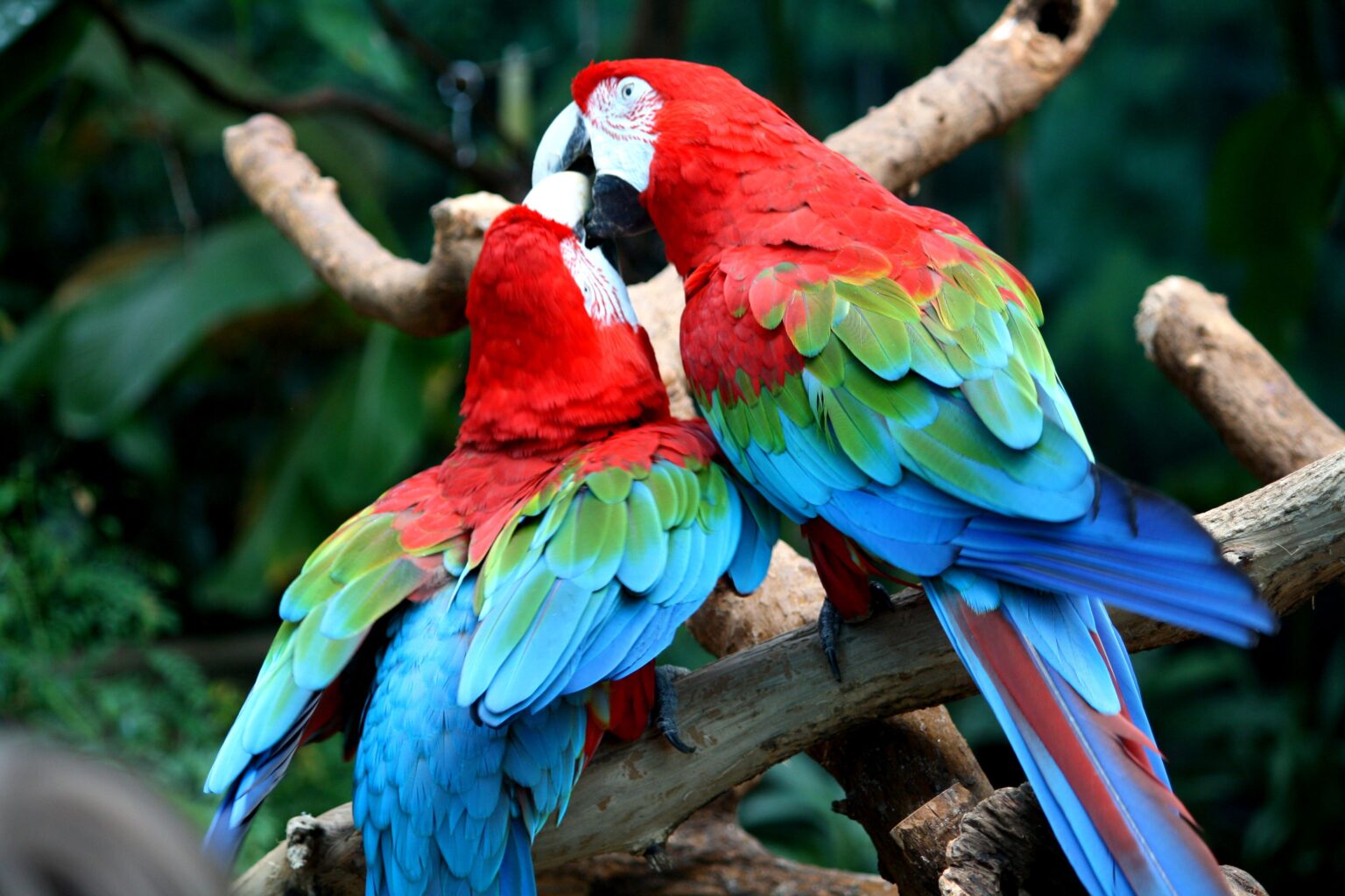 HOME - PARADISE BIRDS FARM AVAIARY